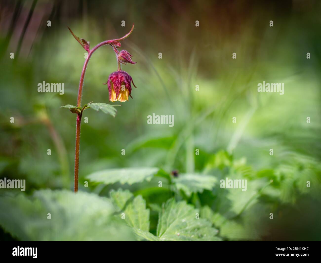 Geum rivale, Water Avens. Wild plant shot spring Stock Photo - Alamy