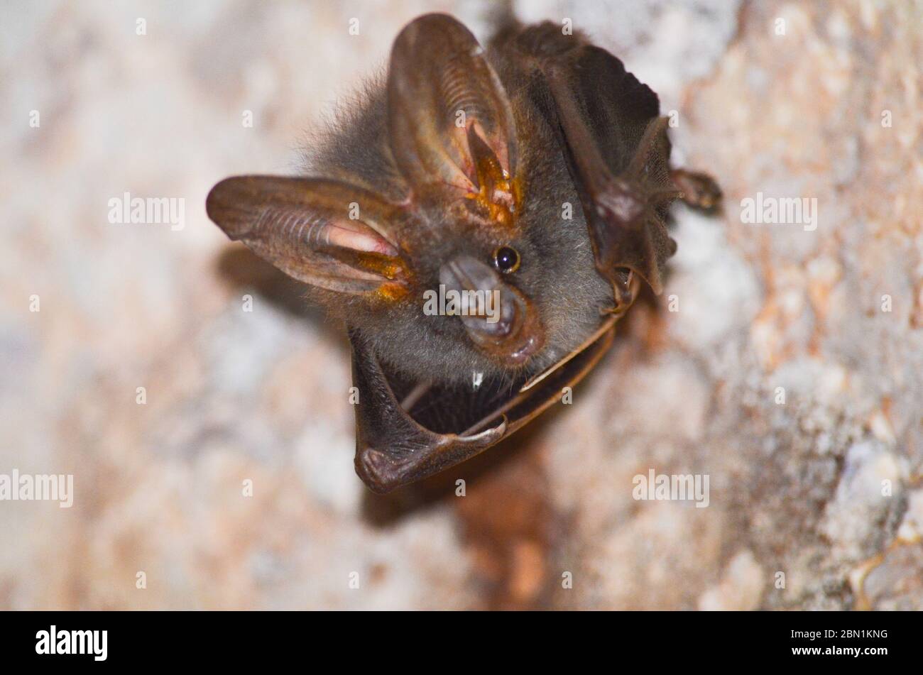 Vampire bat hi-res stock photography and images - Alamy