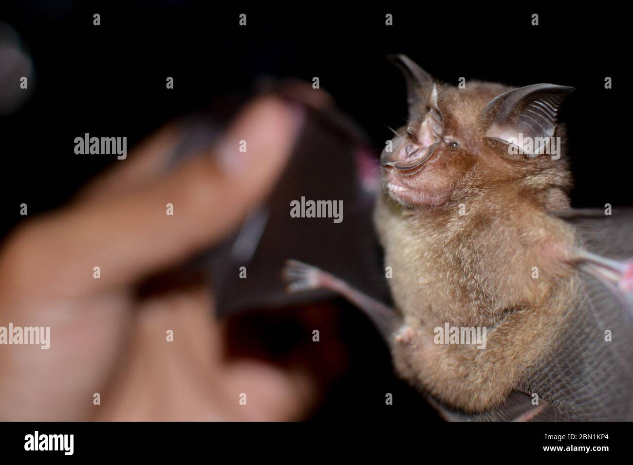 Sleeping fruit bats hi-res stock photography and images - Alamy