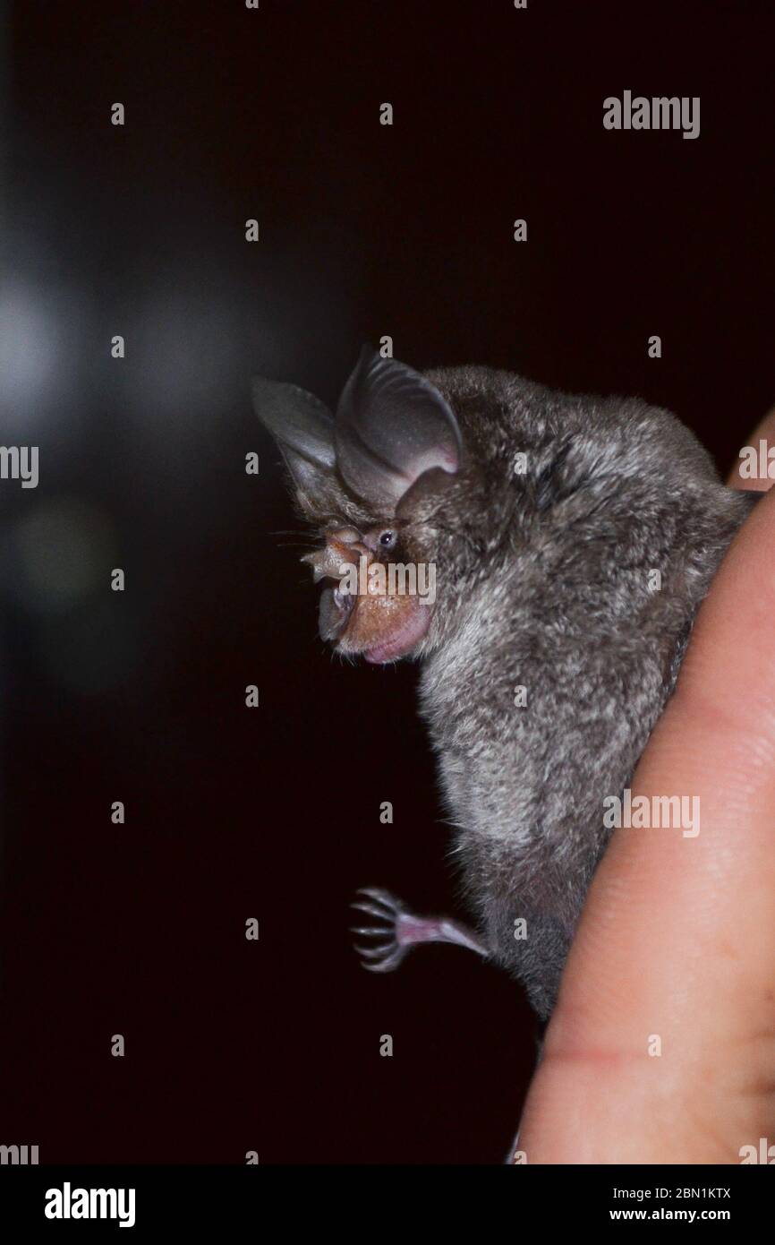 Bats are sleeping in the cave hanging on the ceiling period midday ...