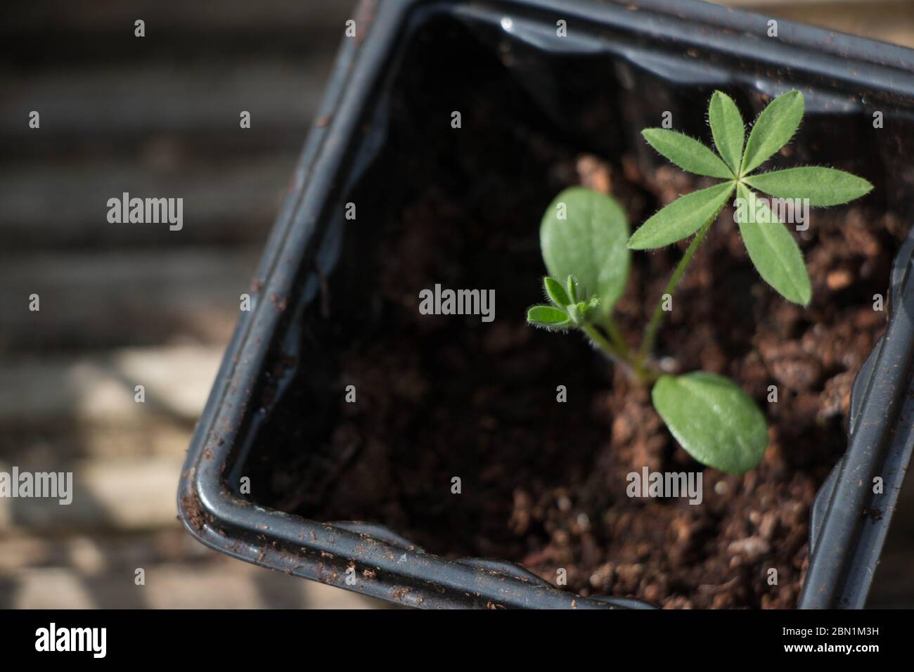 Lupin seedling growing on in small pot Stock Photo - Alamy
