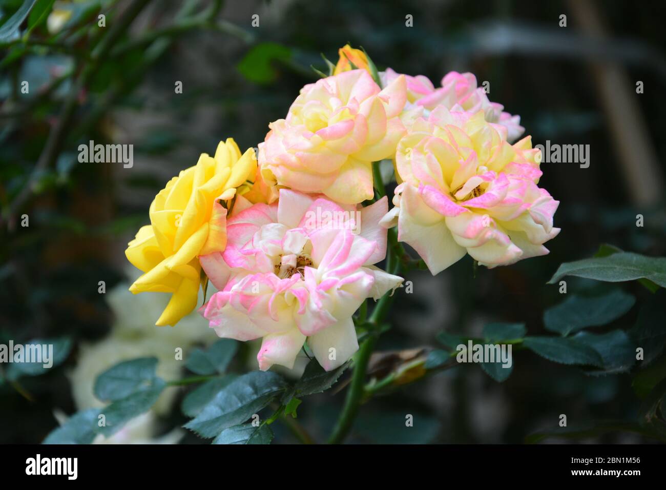Floral yellow rose blooms hi-res stock photography and images - Alamy