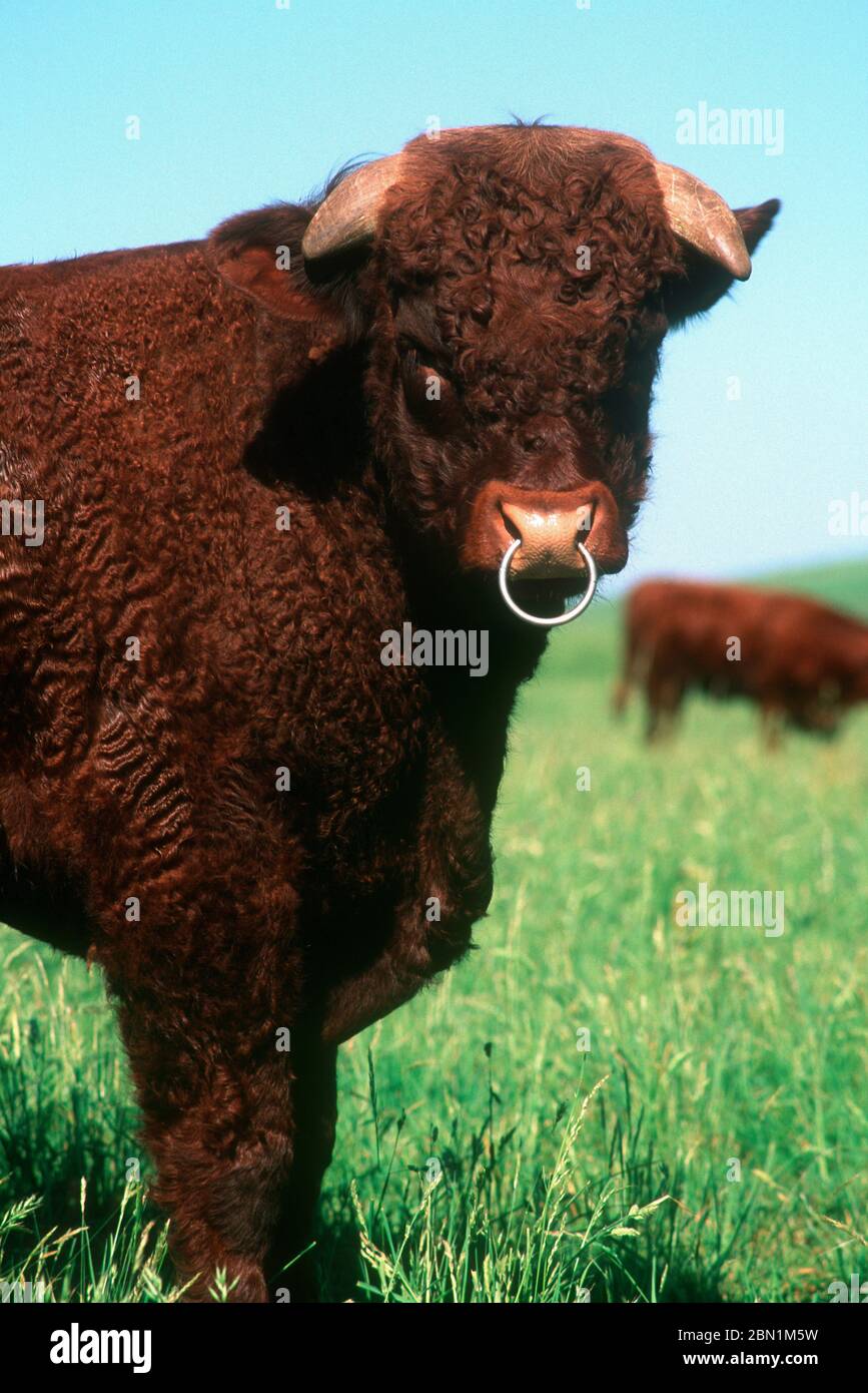 Cow salers. Auvergne-Rhone-Alpes, France Stock Photo - Alamy