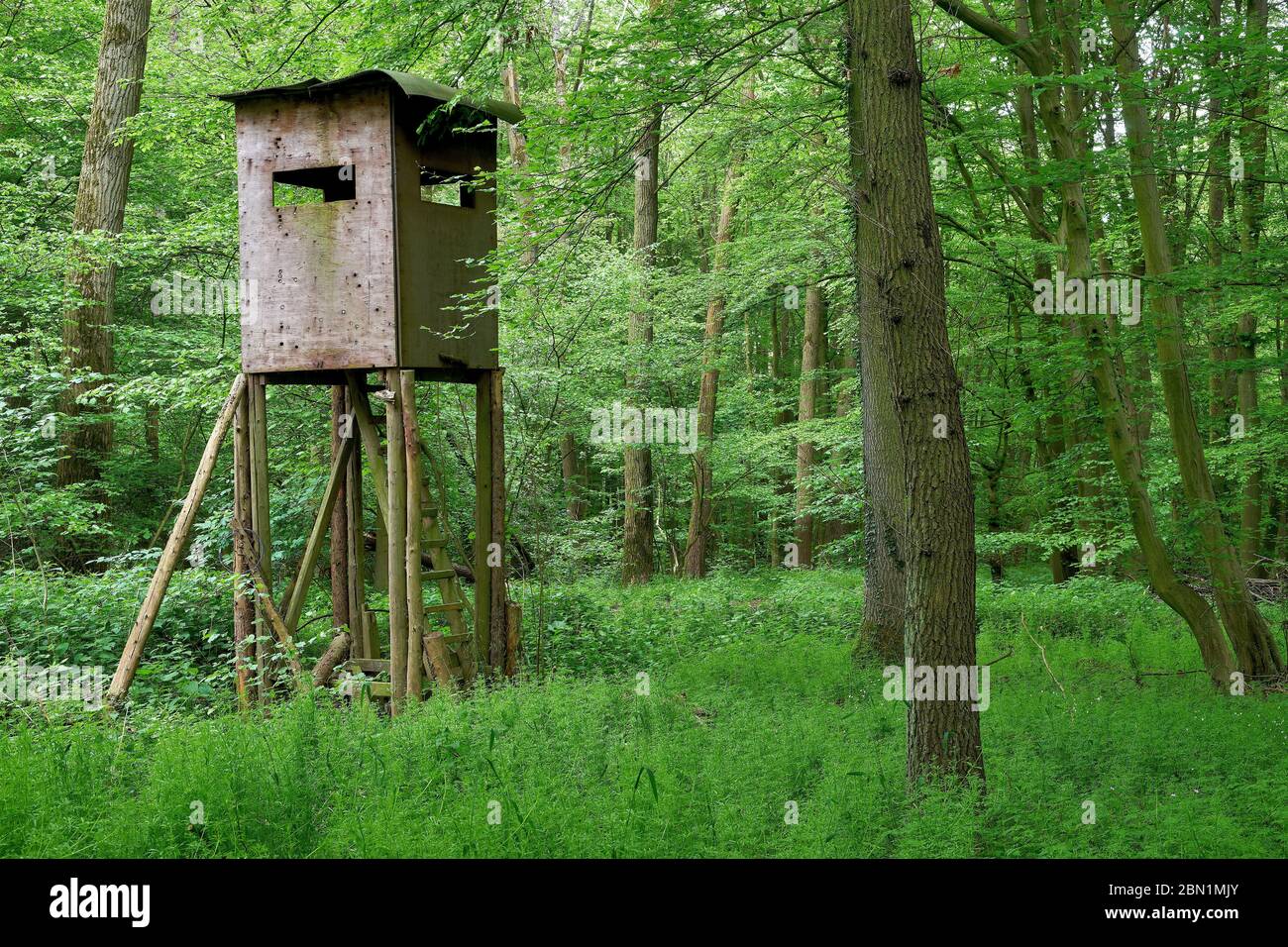 High seat for forest hunting Stock Photo - Alamy