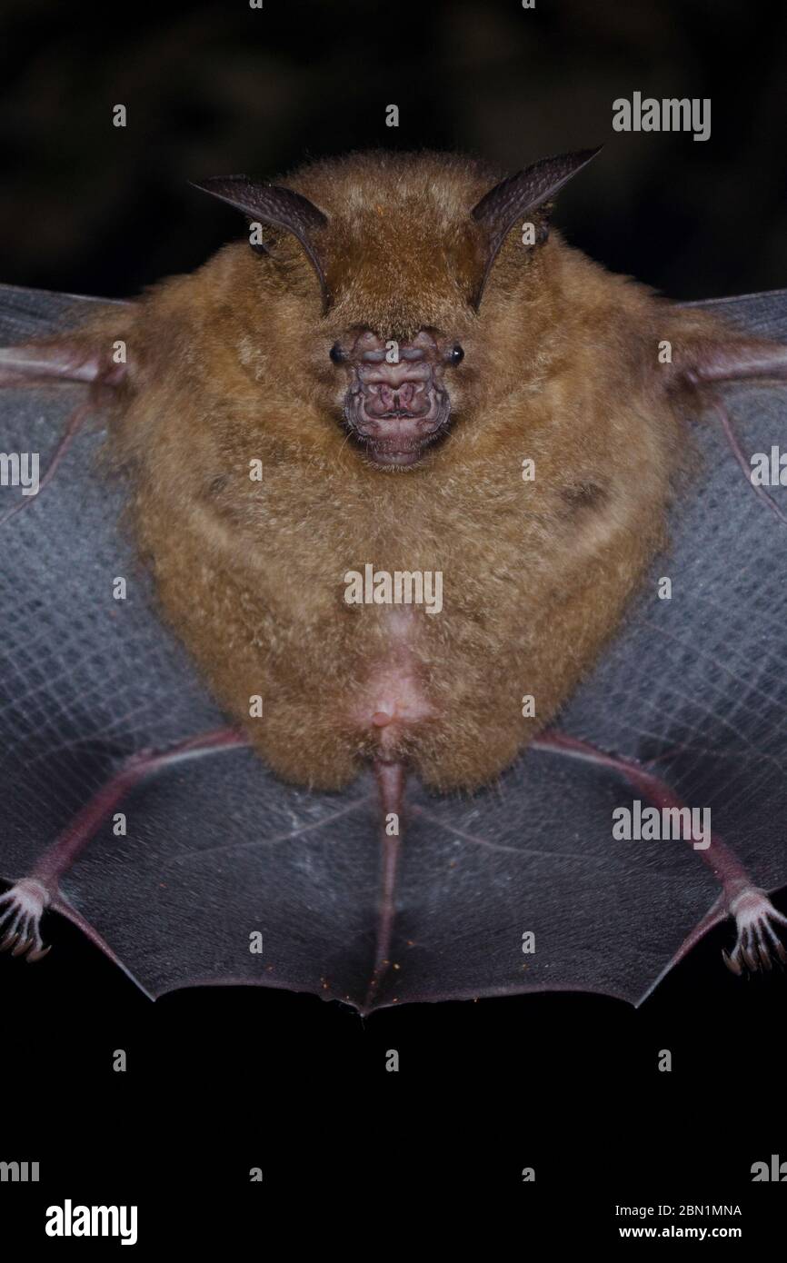 Leaf nosed bat hi-res stock photography and images - Alamy