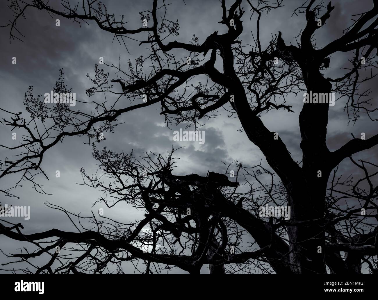 Artwork Dark Death Nature Gerald Berghammer | Tree In Death Valley,