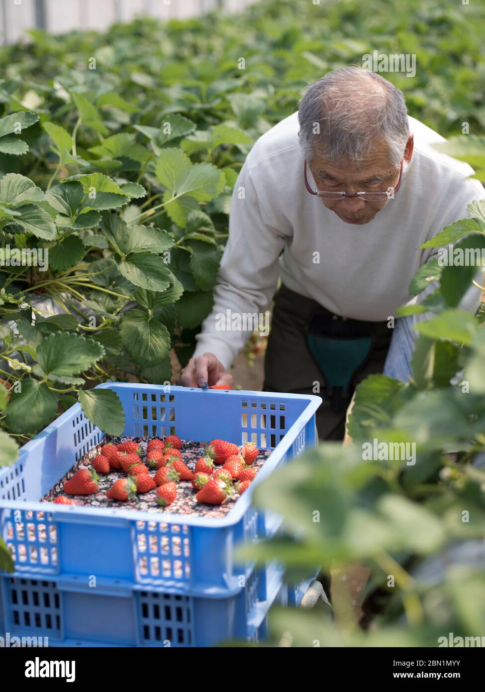 Commercial Strawberry Growing High Resolution Stock Photography and ...