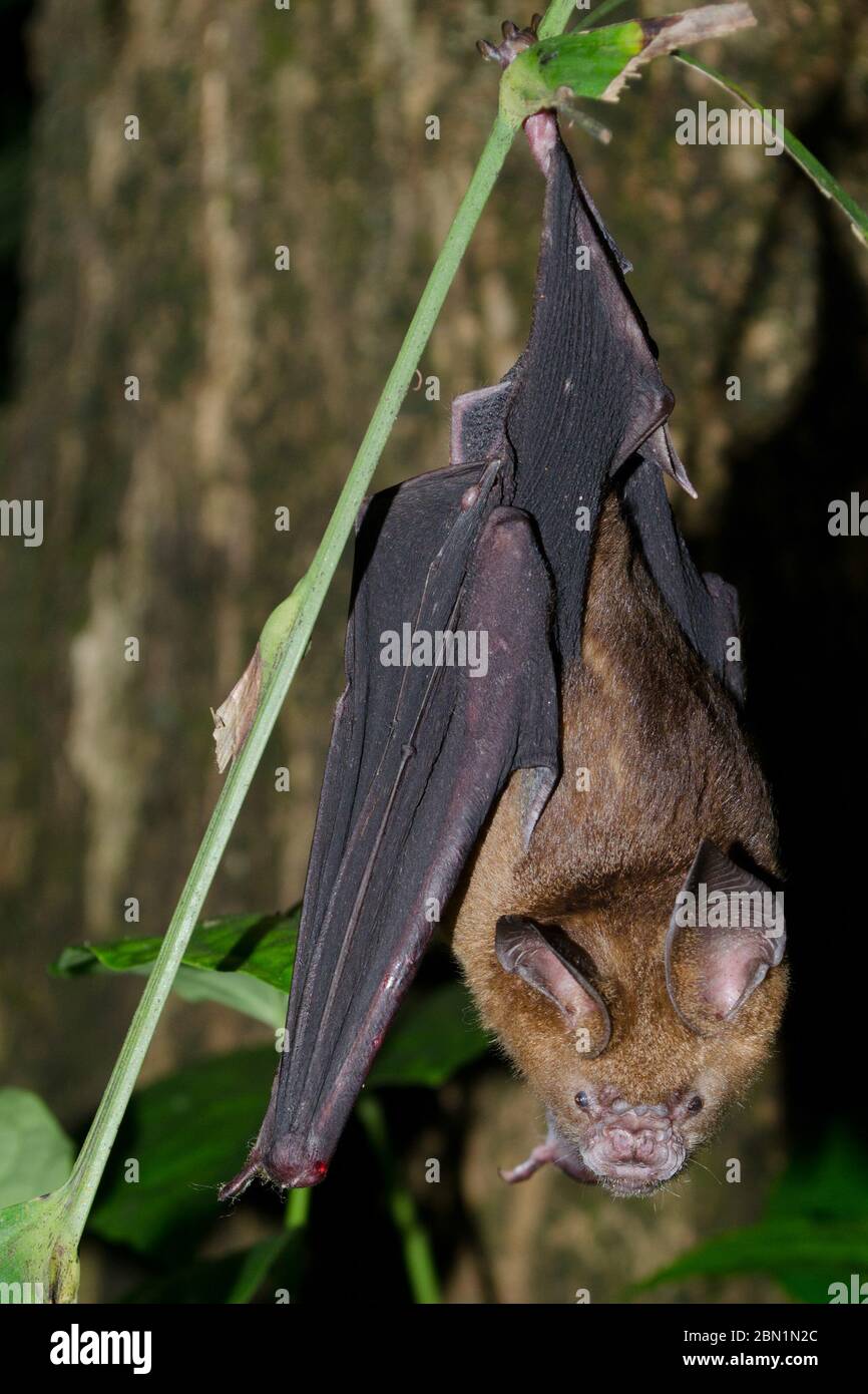 intermediate leaf-nosed bat are sleeping in the cave hanging on the ...