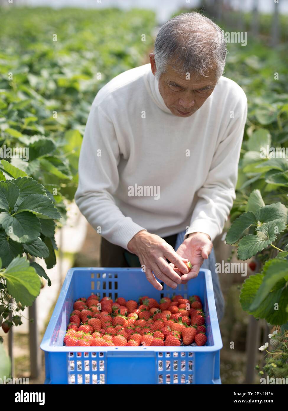 Commercial Strawberry Growing High Resolution Stock Photography and ...
