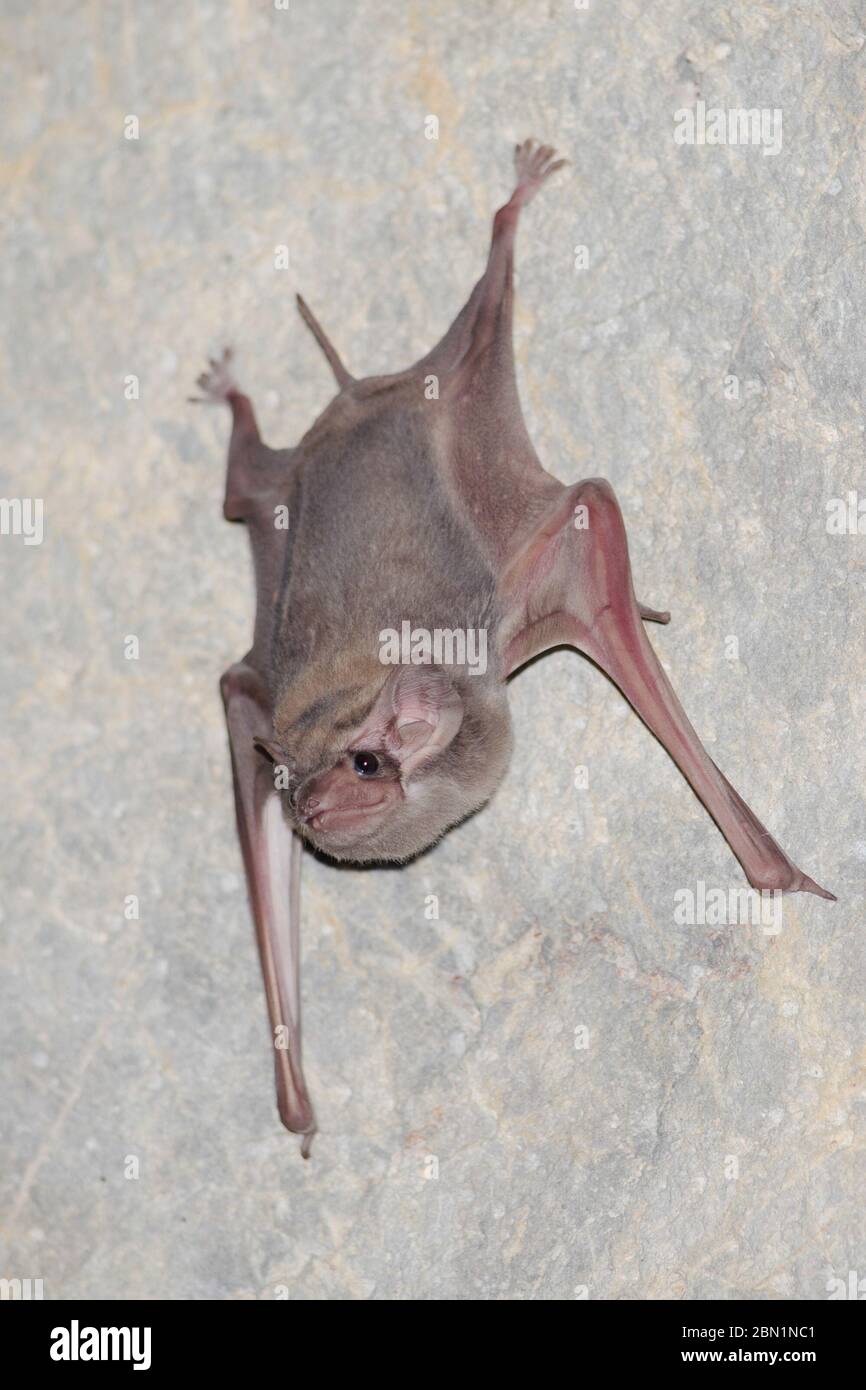 black-bearded tomb bat are sleeping in the cave hanging on the ceiling ...