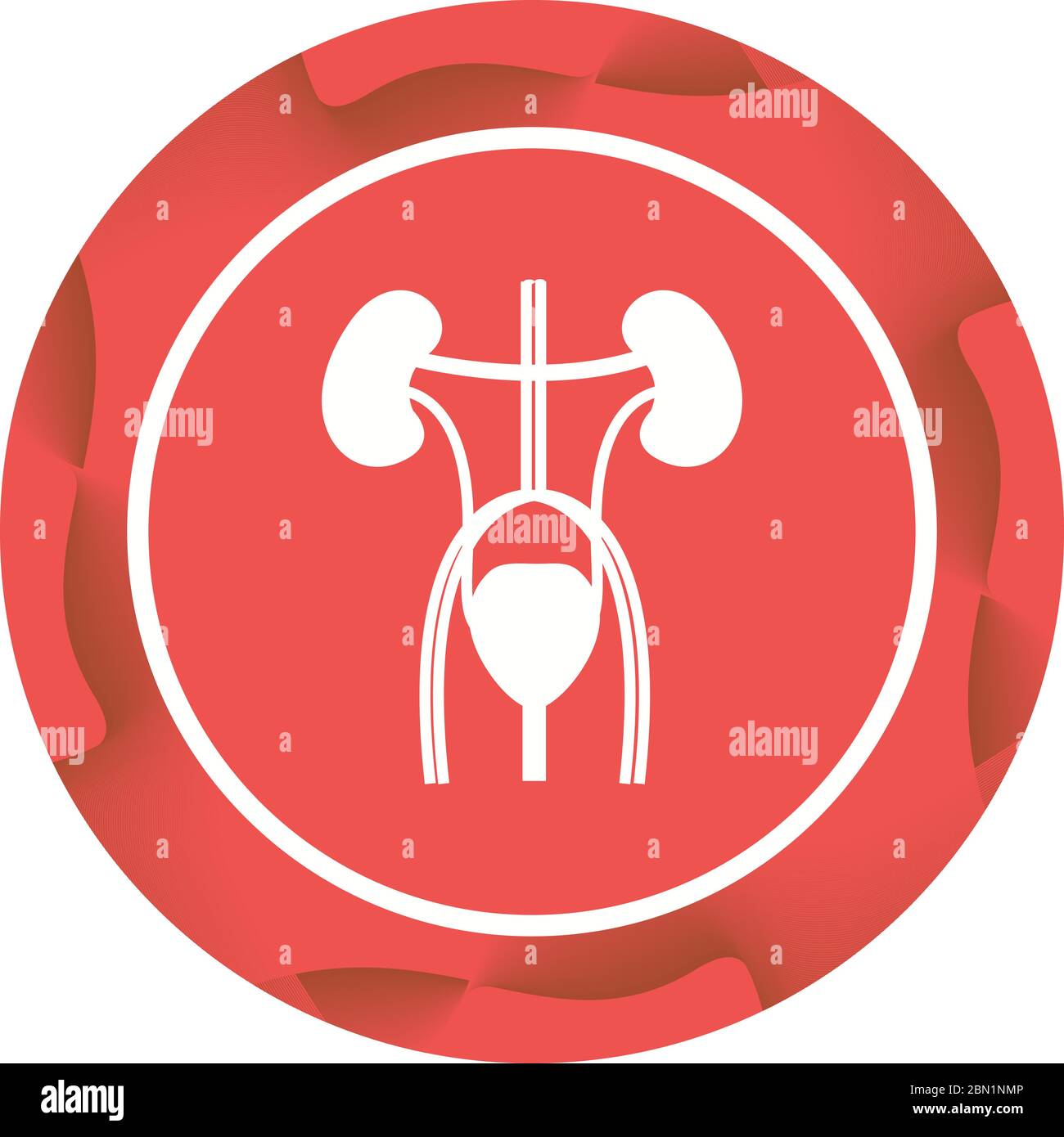 Excretory vector vectors hi-res stock photography and images - Alamy