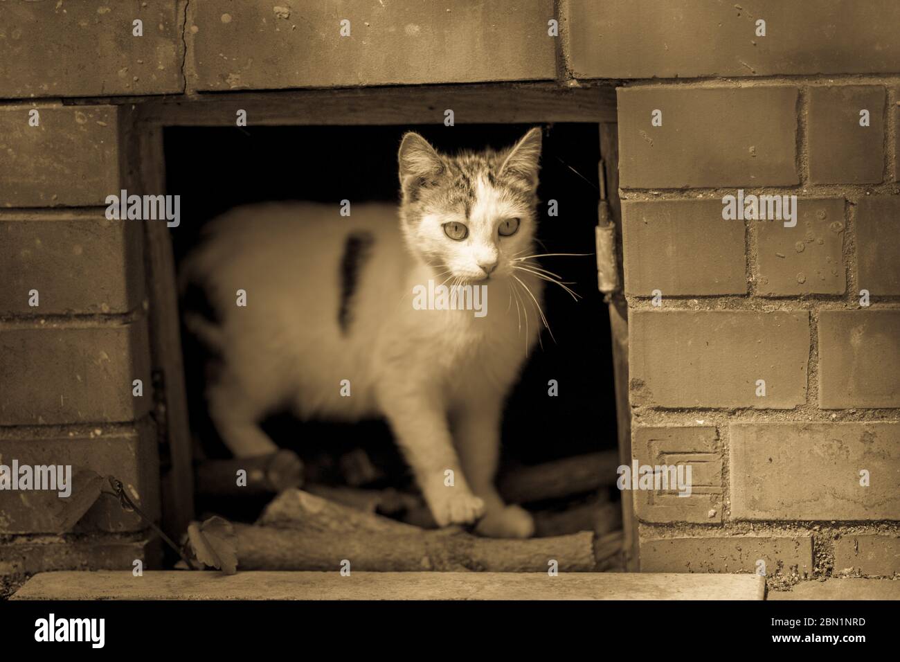 homeless white cat peeps out of the basement window Stock Photo - Alamy