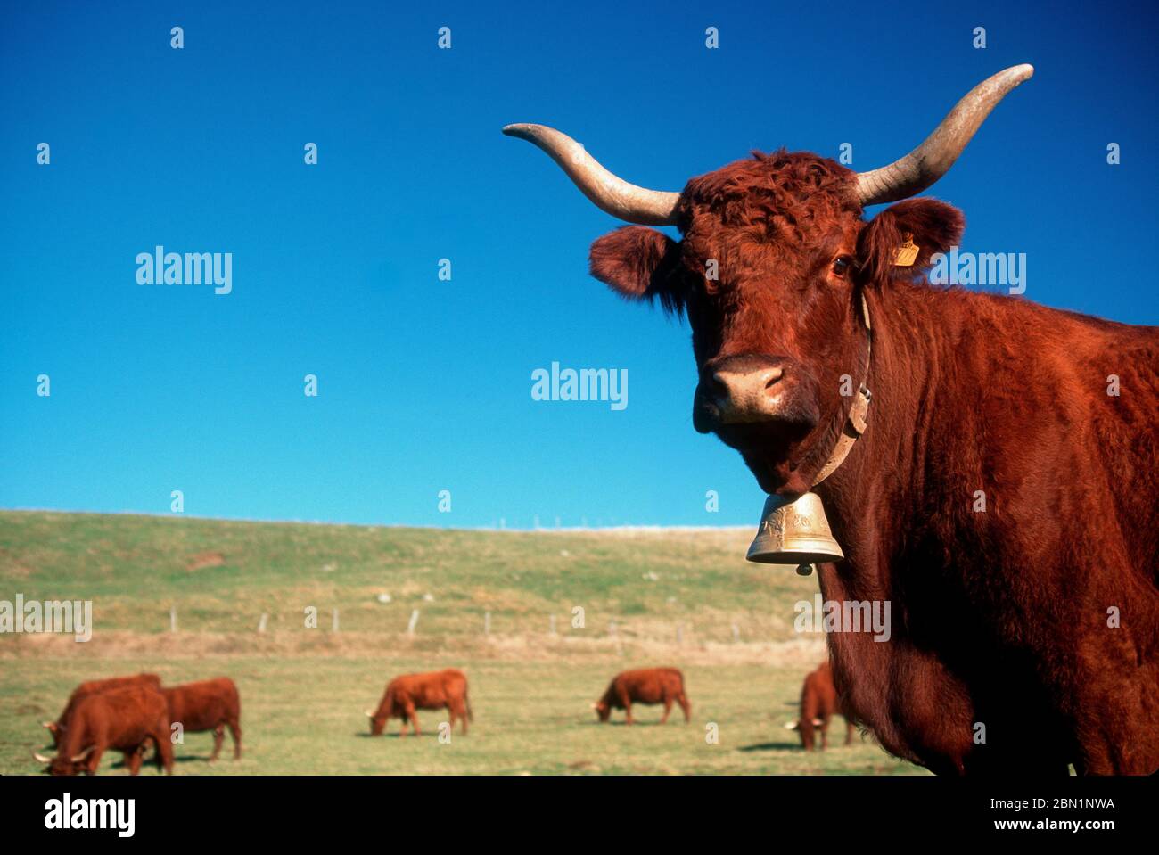 Cornes de vache de couleur hi-res stock photography and images - Alamy