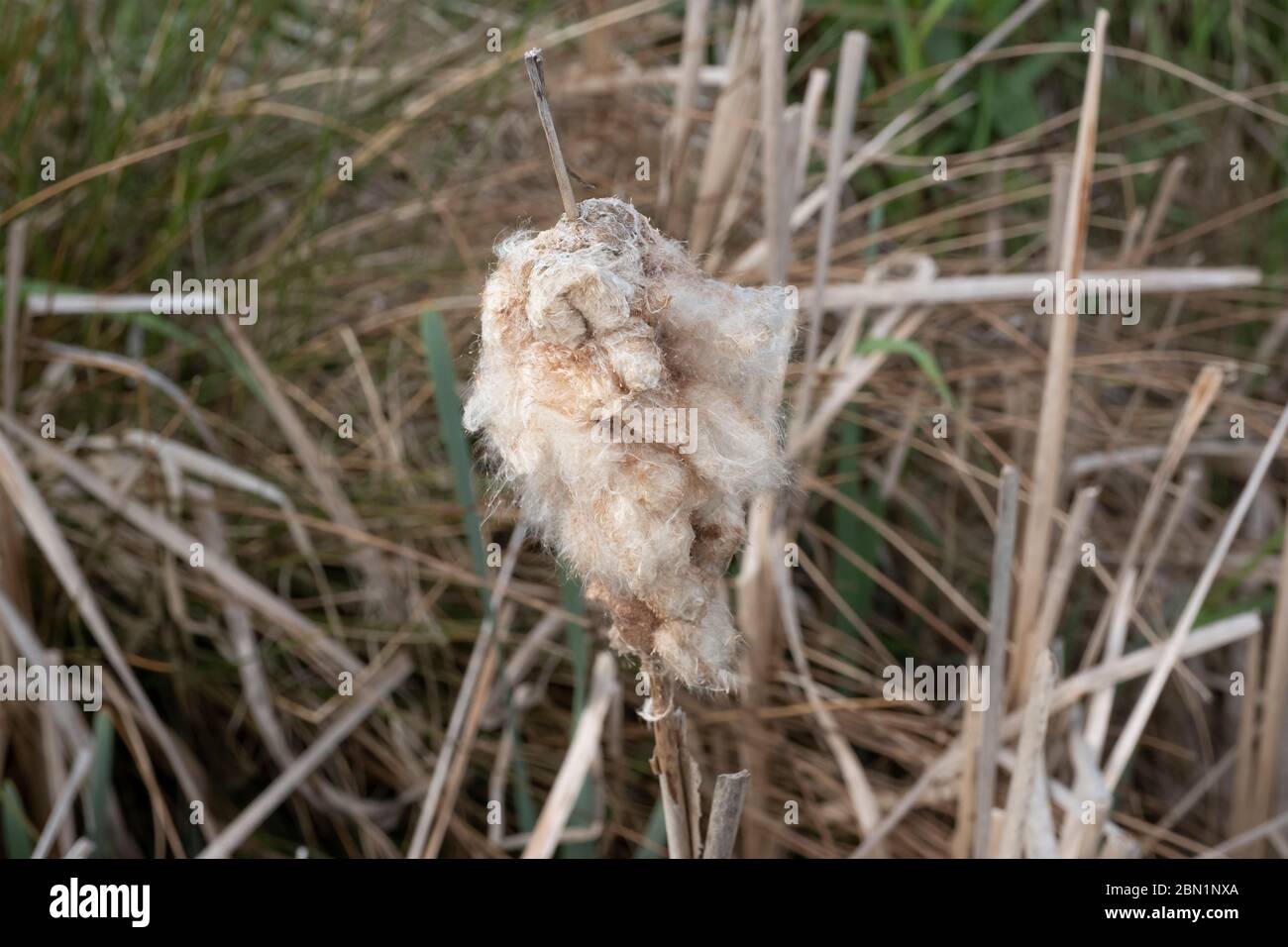 Woolly bulrush hi-res stock photography and images - Alamy