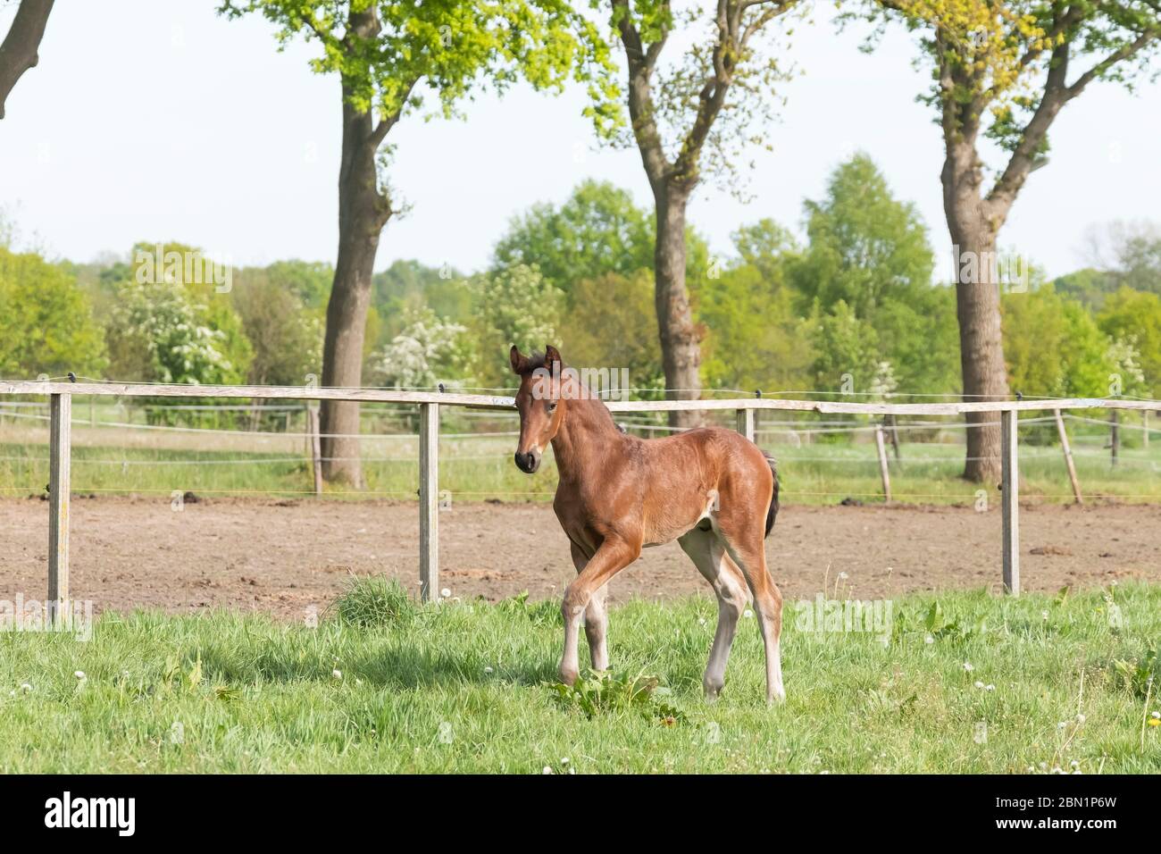 Newborn foal feet hi-res stock photography and images - Alamy