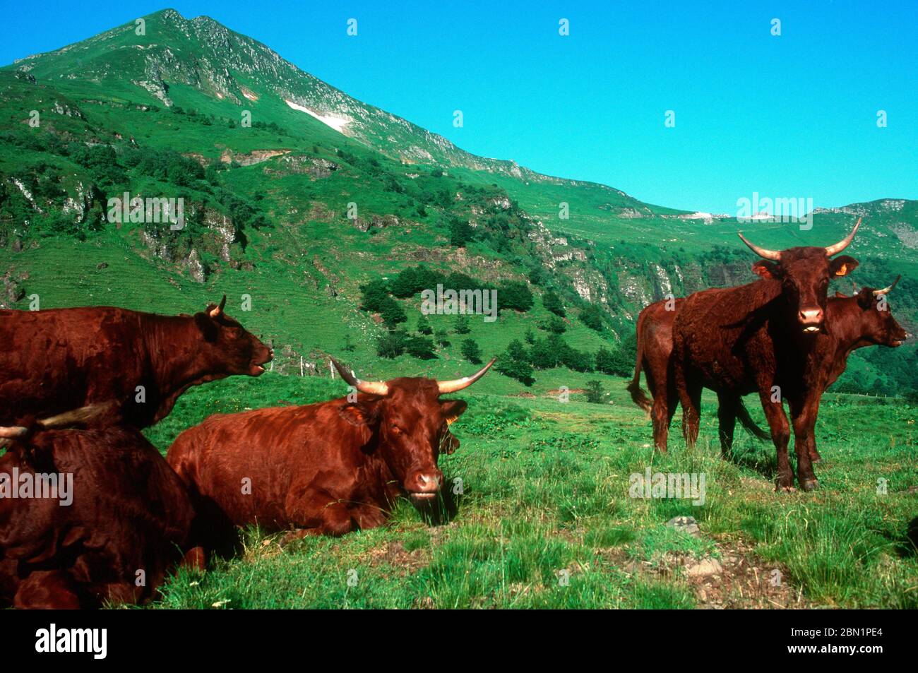 Cow salers. Puy Mary. Cantal. Auvergne-Rhone-Alpes, France Stock Photo ...