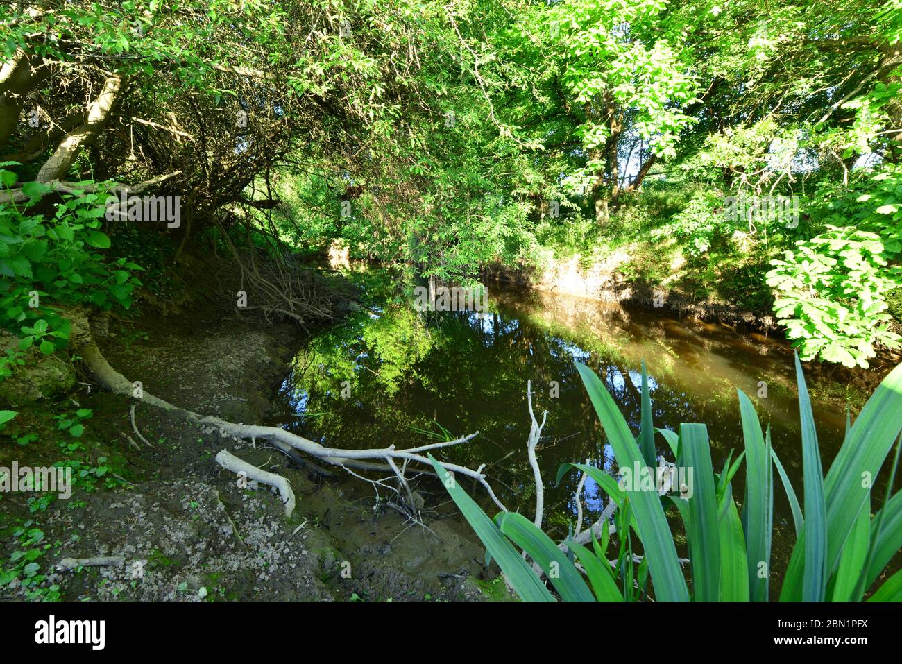 The River Mole in May in Horley in Surrey Stock Photo - Alamy