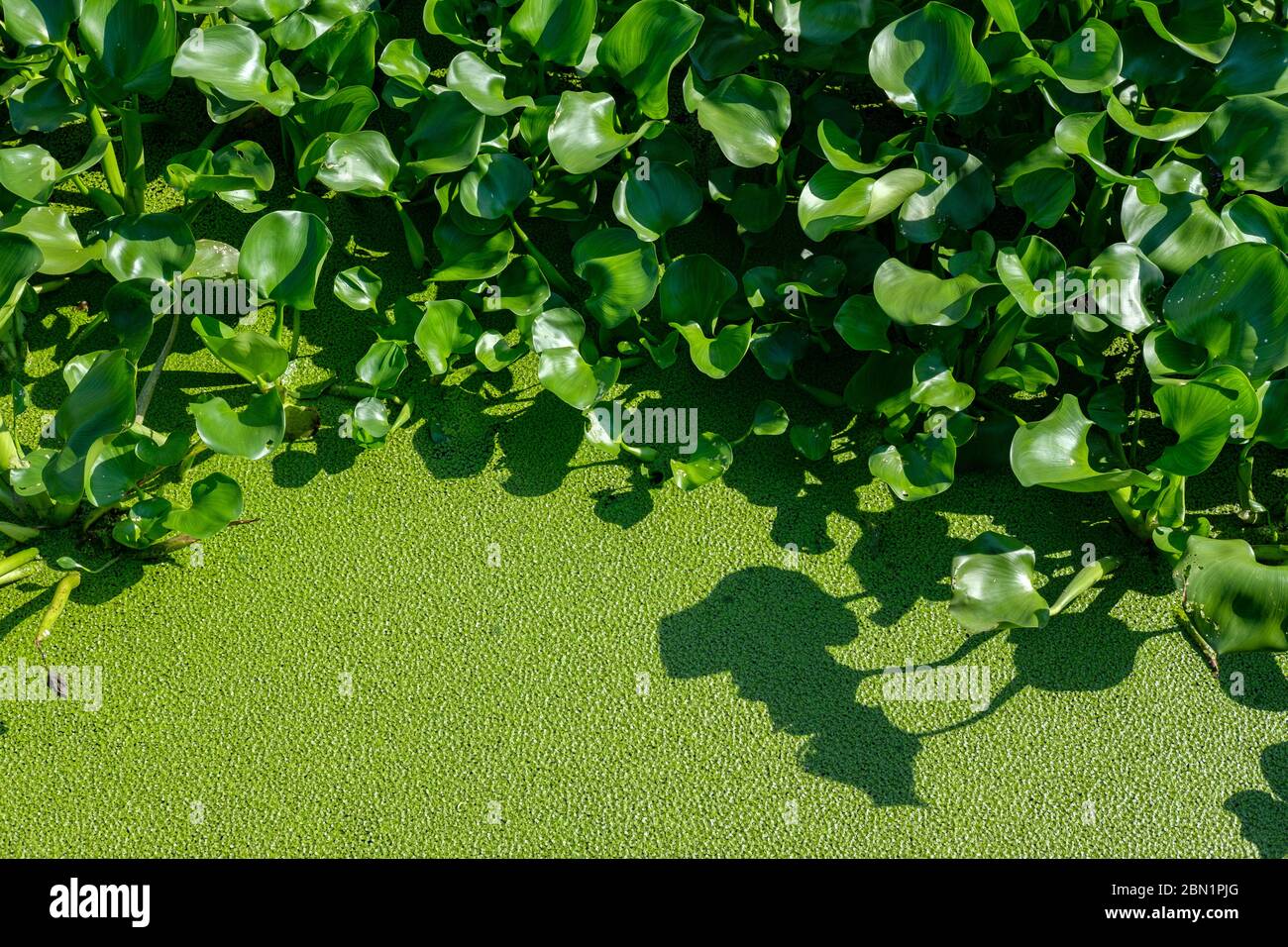 Water hyacinth, weed, duckweed in the river. Water Environmental ...