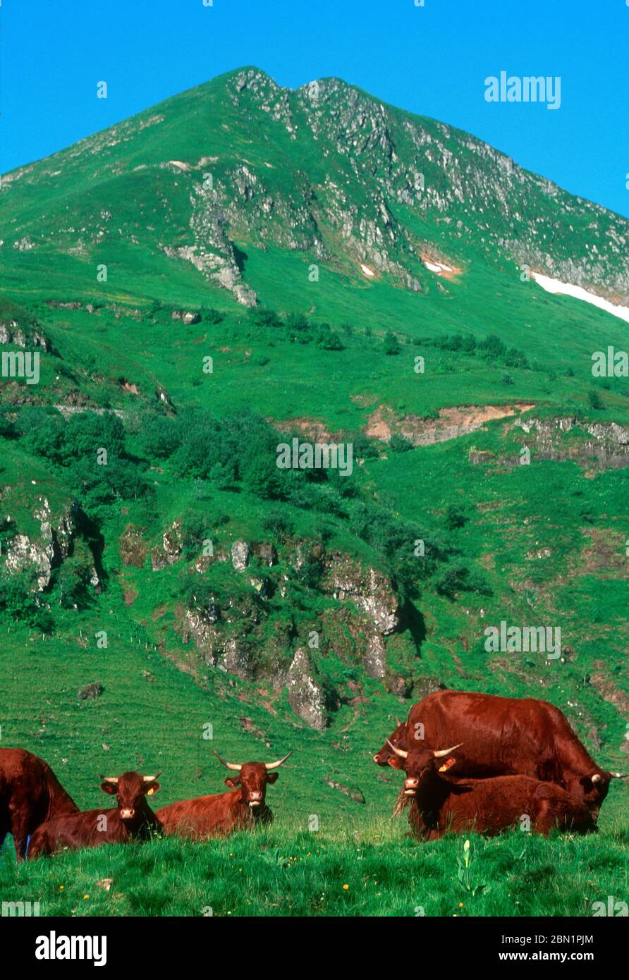 Cow salers. Puy Mary. Cantal. Auvergne-Rhone-Alpes, France Stock Photo ...