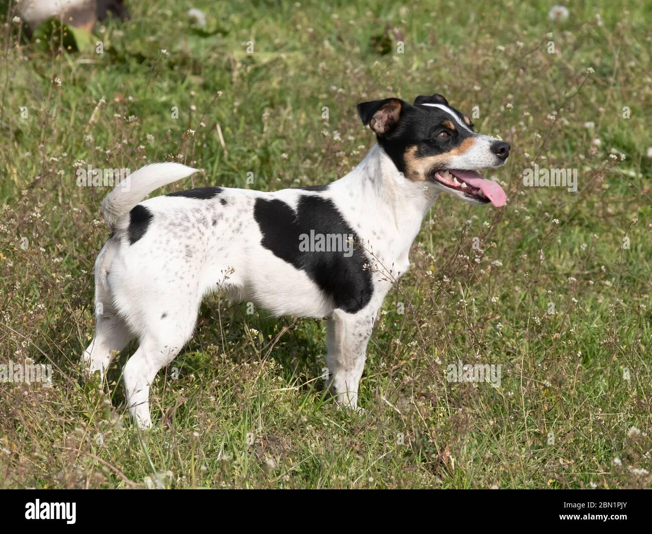 Black And White Jack Russell Terrier With Spots