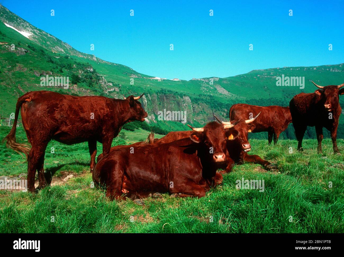 Cow salers. Puy Mary. Cantal. Auvergne-Rhone-Alpes, France Stock Photo ...