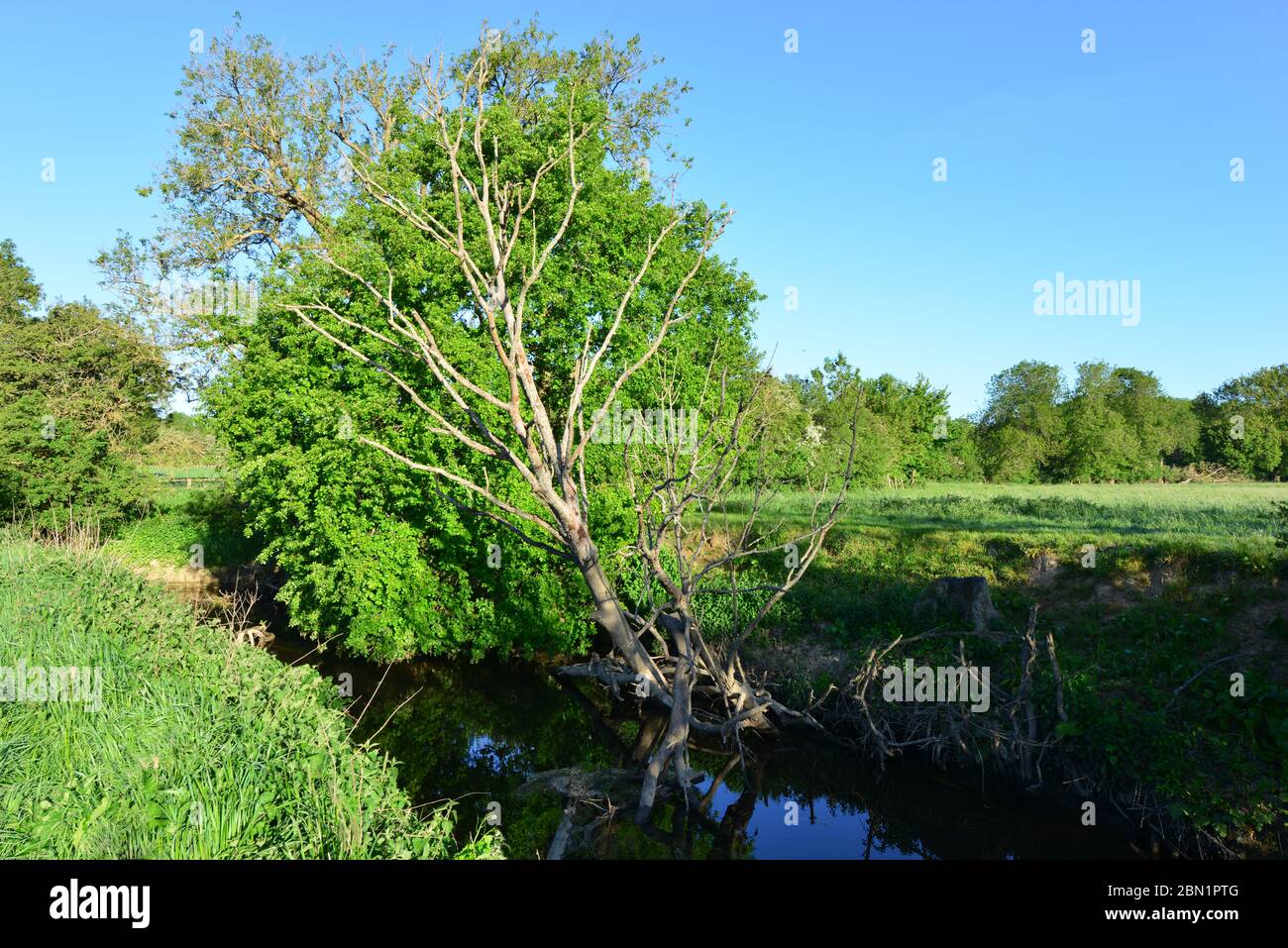 The River Mole in May in Horley in Surrey Stock Photo - Alamy