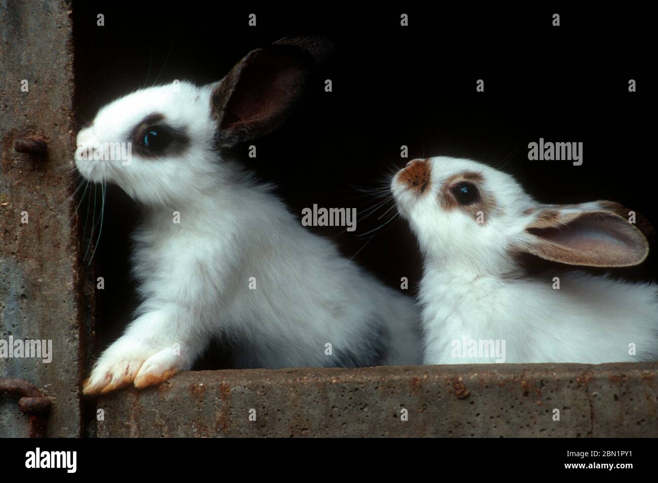 White Brown Rabbits High Resolution Stock Photography and Images - Alamy