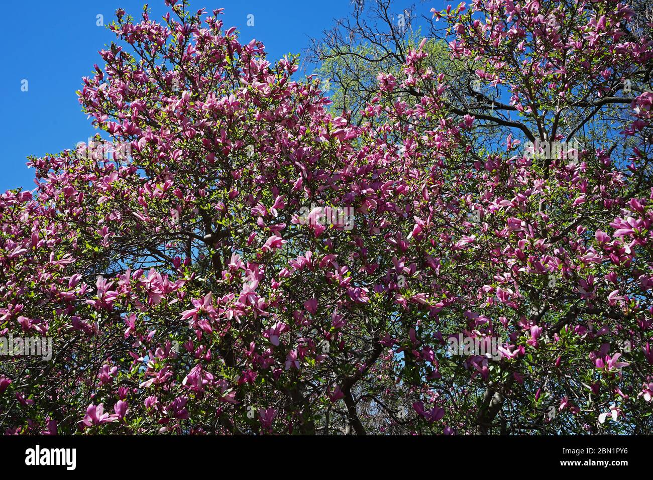 Chinese magnolia tree hi-res stock photography and images - Alamy