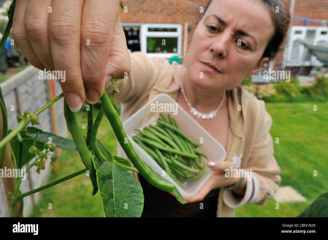 Woman picking dwarf runner beans in her back garden UK Stock Photo - Alamy