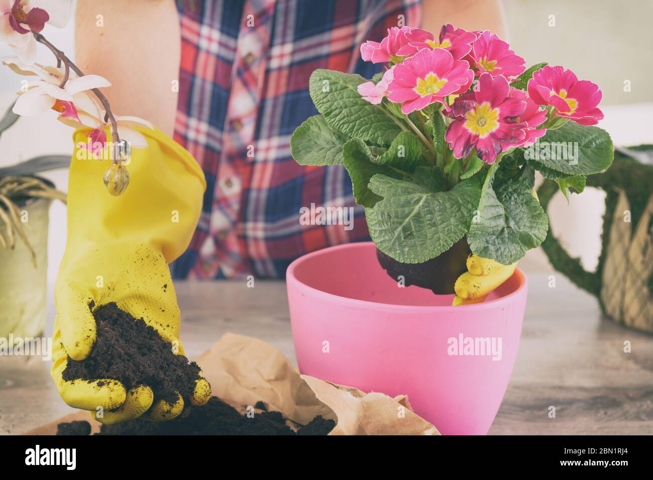 Replant hi-res stock photography and images - Alamy