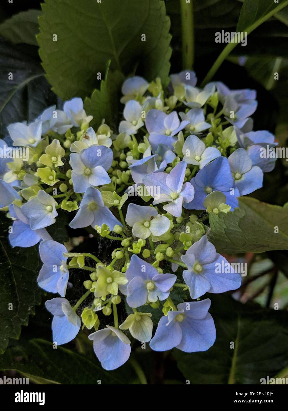 Blue hydrangea plant in bloom Stock Photo - Alamy