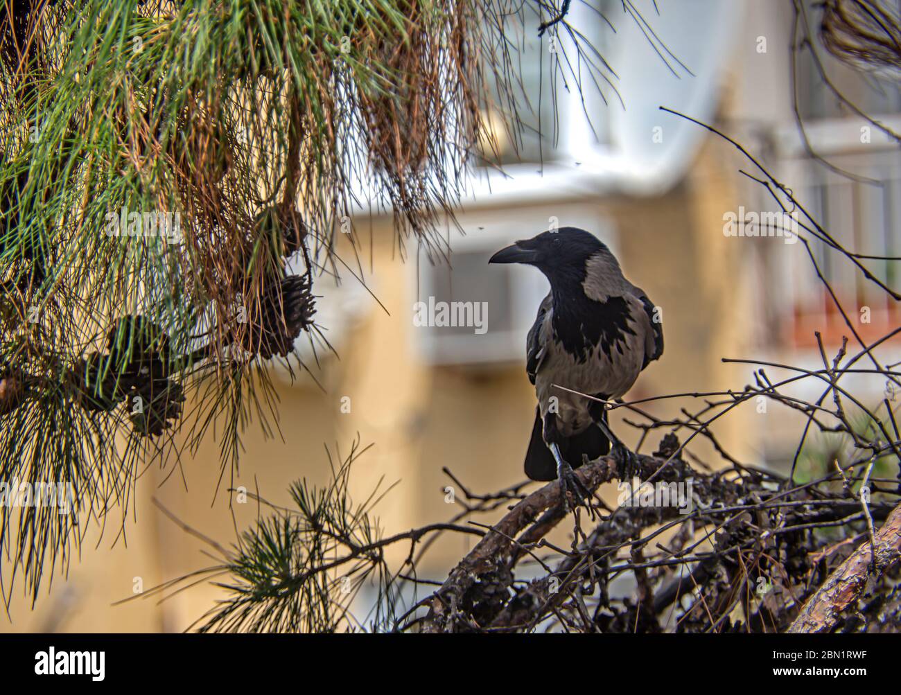 Waiting tree hi-res stock photography and images - Alamy