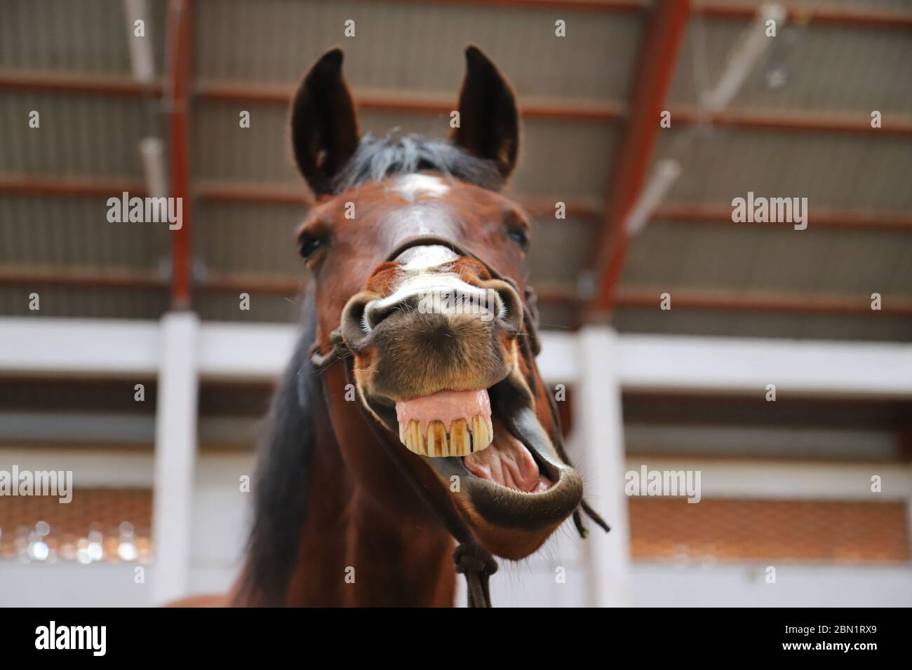 Purebred mare laughing in riding hall unknown location Stock Photo - Alamy