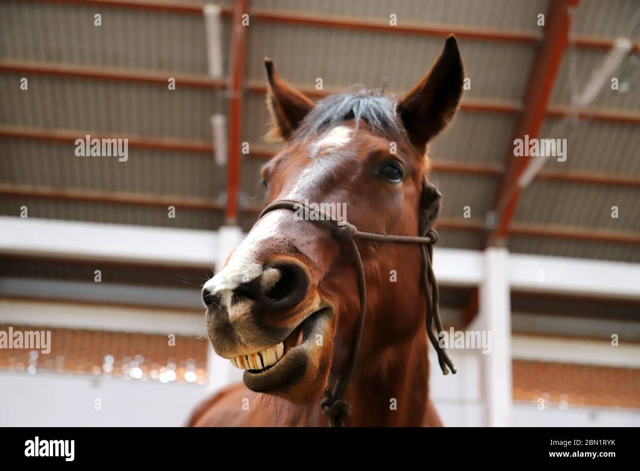 Purebred mare laughing in riding hall unknown location Stock Photo - Alamy