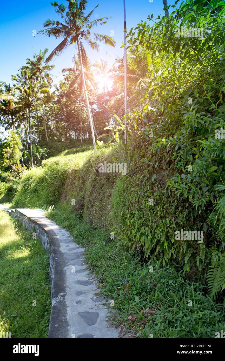 path on the slope of the rice terrace, surrounded by palm trees under a ...