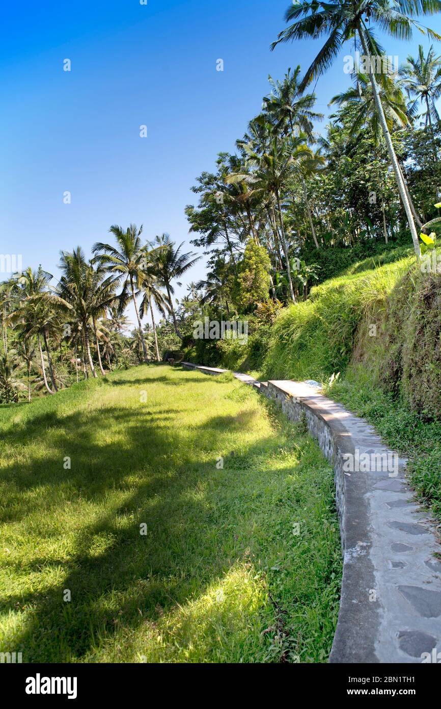path on the slope of the rice terrace, surrounded by palm trees under a ...