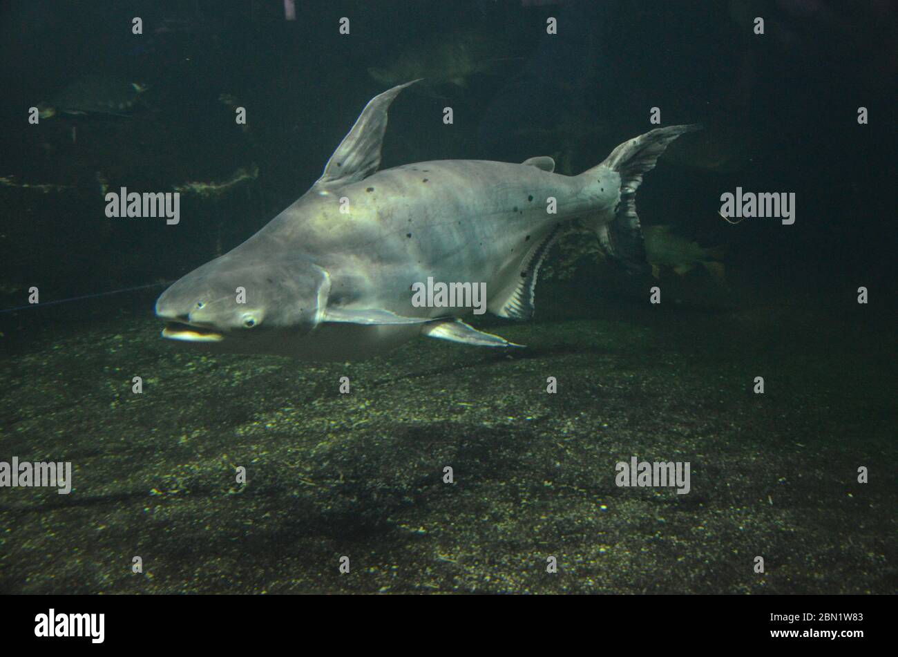 Tropical fish in aquarium, Berlin Stock Photo - Alamy