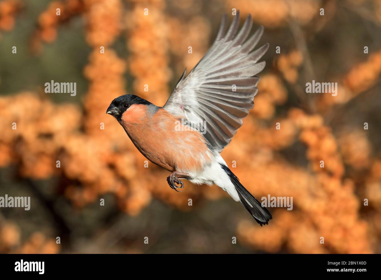 Flying male bullfinch hi-res stock photography and images - Alamy