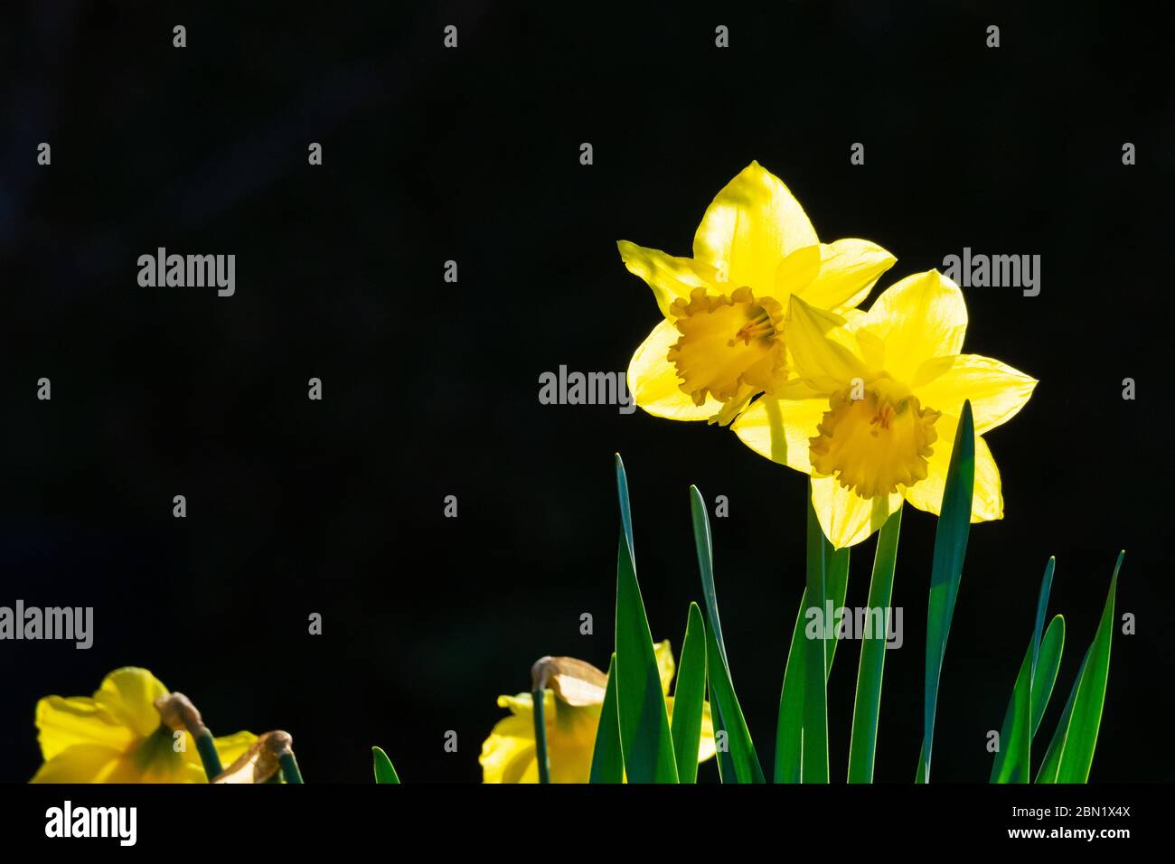 Backlit yellow daffodil flowers hi-res stock photography and images - Alamy