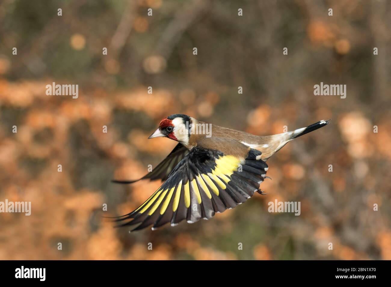 Goldfinch in flight hi-res stock photography and images - Alamy