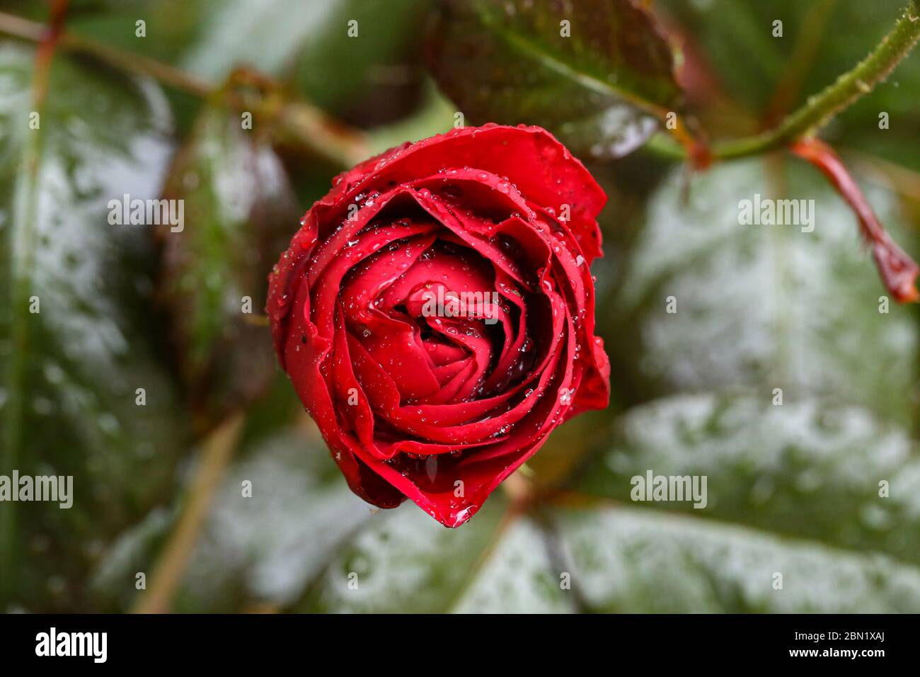 After red card hi-res stock photography and images - Alamy