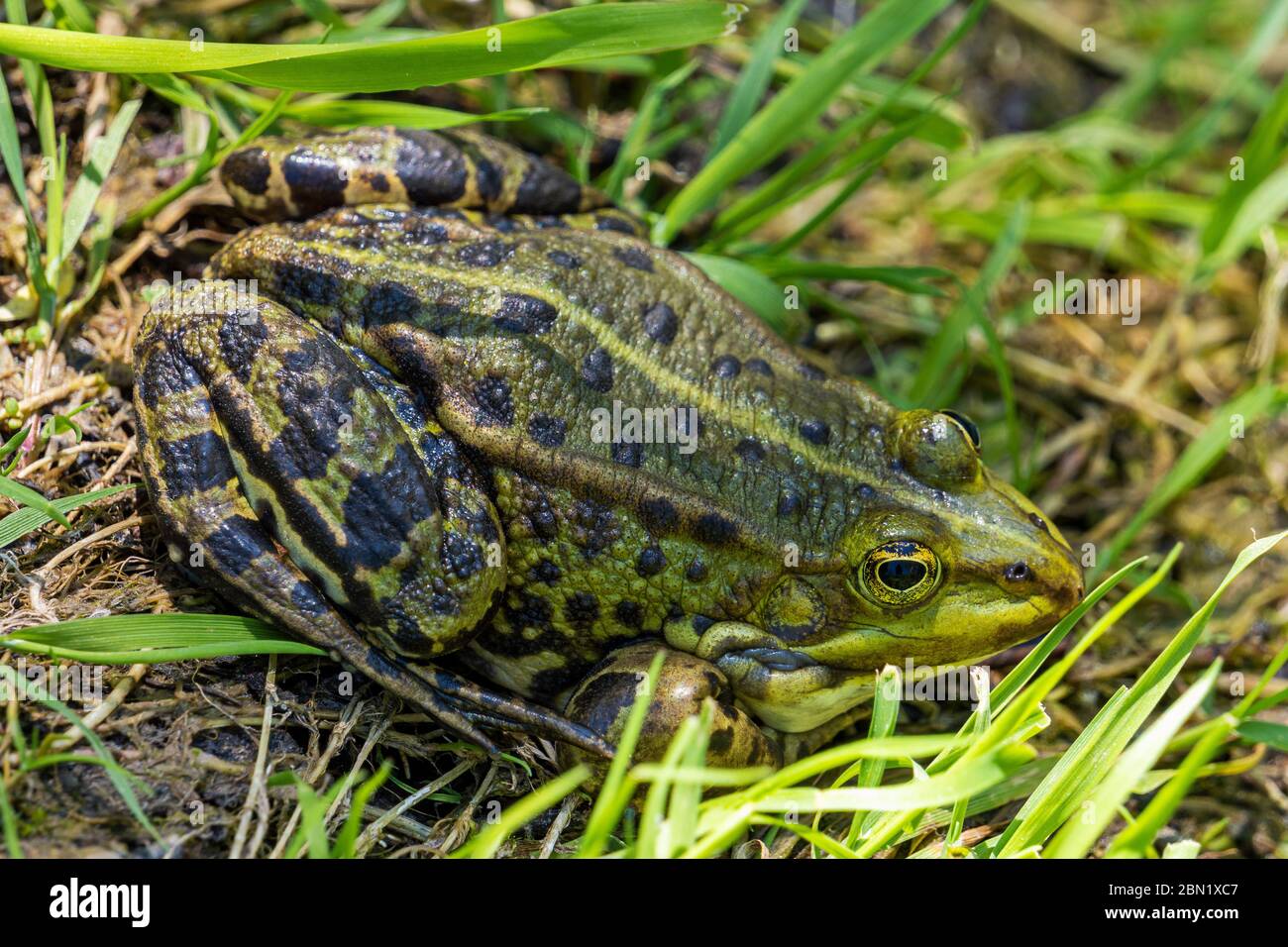 Hiding frogs hi-res stock photography and images - Alamy