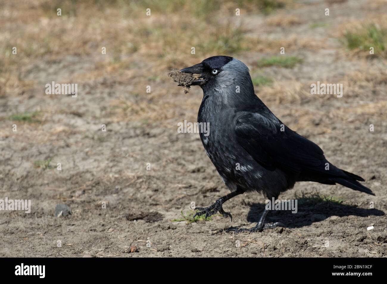 Jackdaw beak hi-res stock photography and images - Alamy