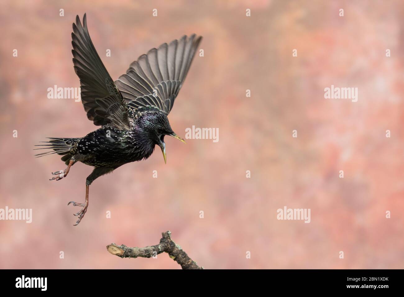 Common Starling in flight Stock Photo - Alamy