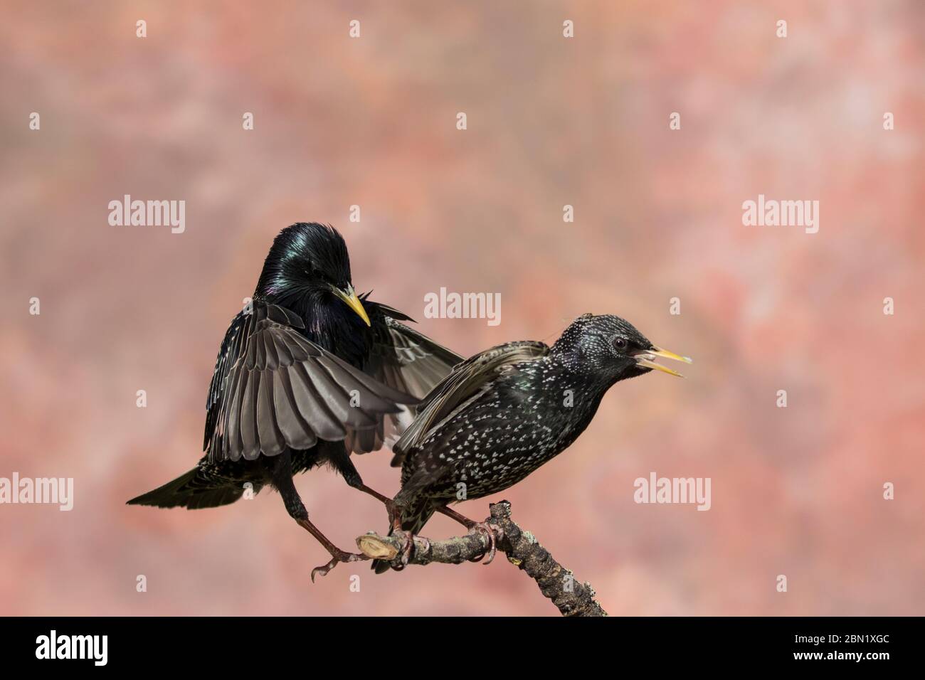 Squabbling hi-res stock photography and images - Alamy