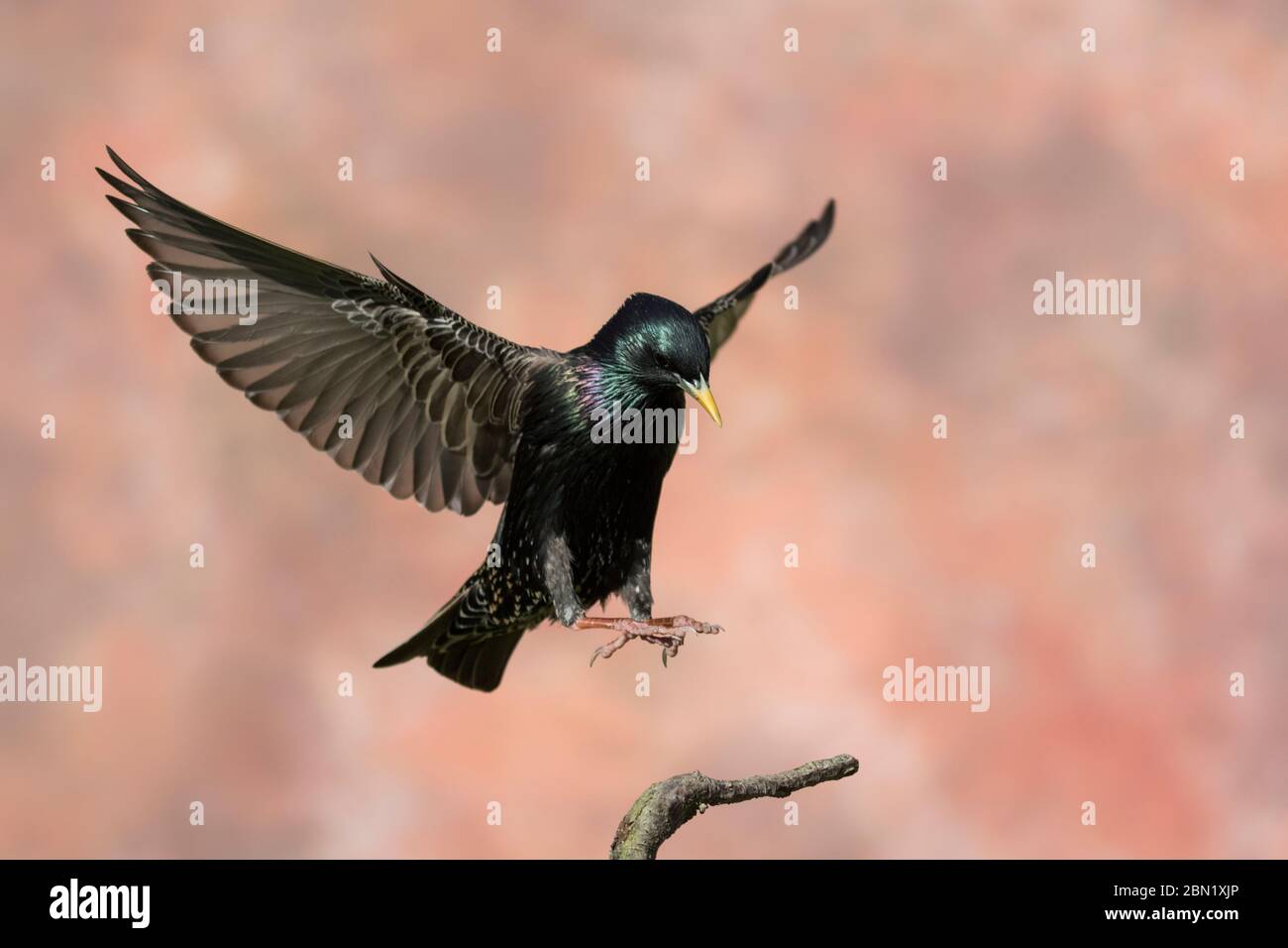 Common Starling in flight Stock Photo - Alamy