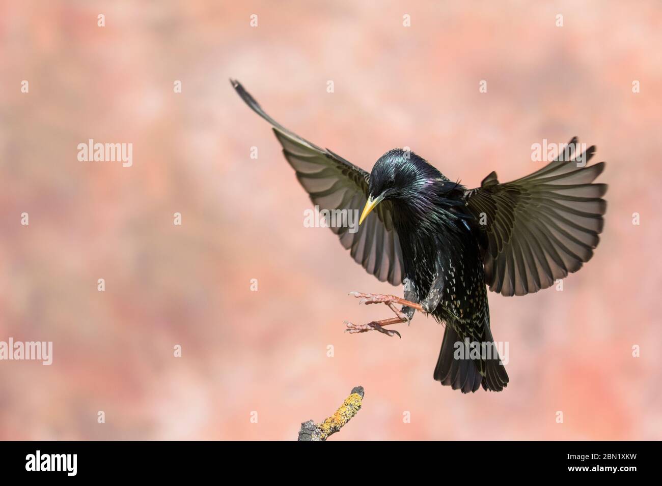 Common Starling in flight Stock Photo - Alamy
