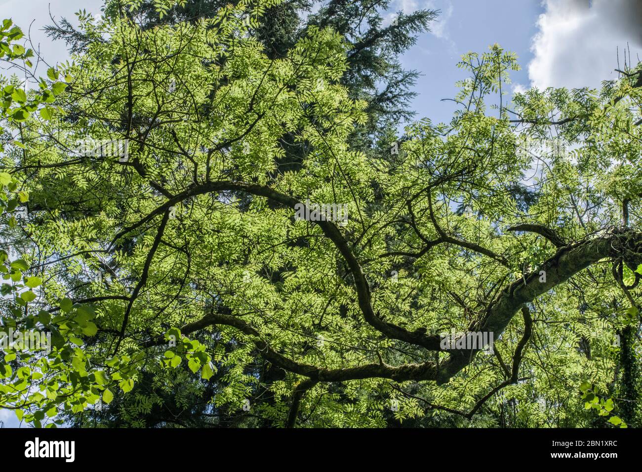 Tree cover hi-res stock photography and images - Alamy