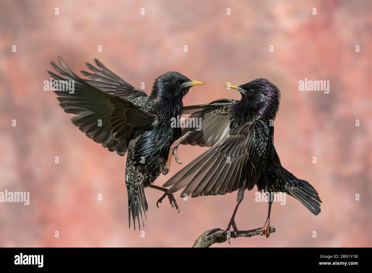 Starlings fighting hi-res stock photography and images - Alamy