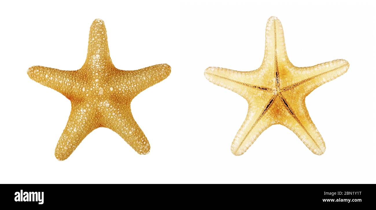 Starfish on a white background. Top and bottom view. Isolate on a white ...